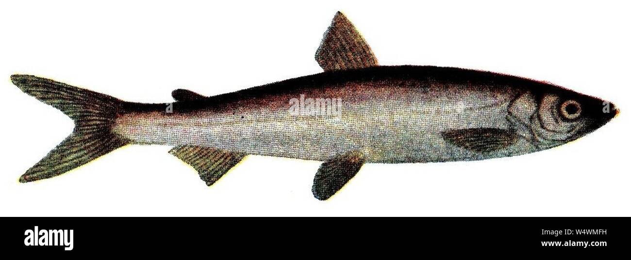 Coregonus albula (Pieni Stock Photo - Alamy