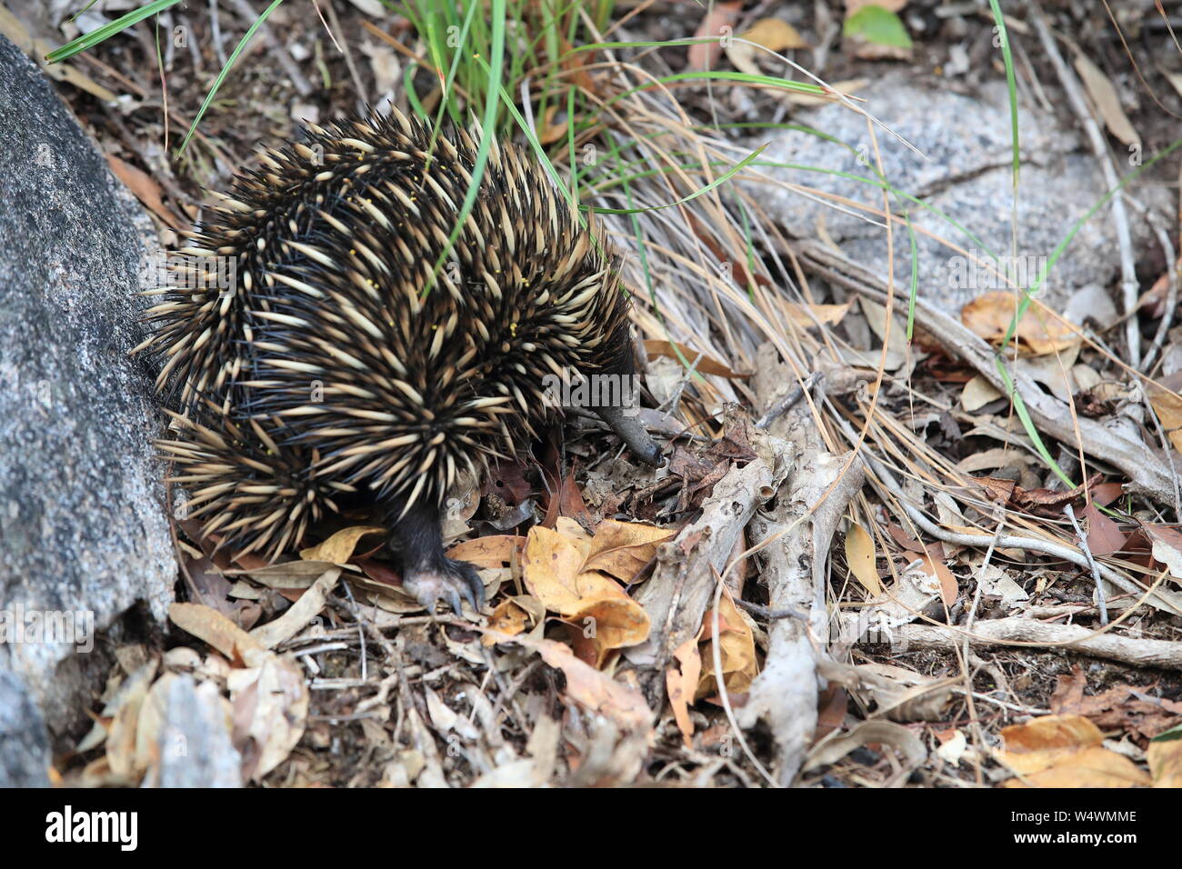 short-beaked echidna in the forest on food search on Magnetic Island ...