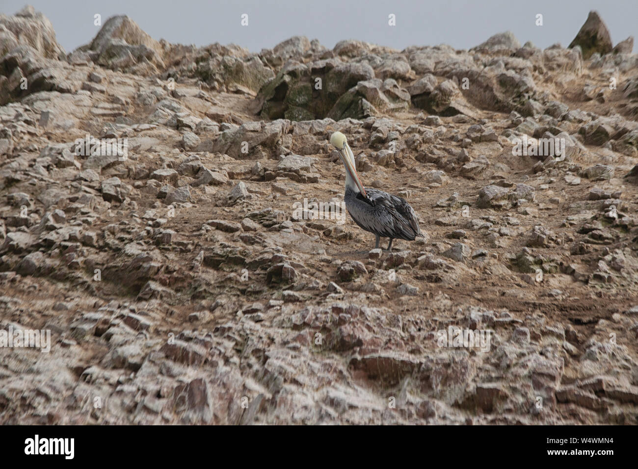 Peruvian pelican on rocks at Islas Ballestas near Paracas National Park ...
