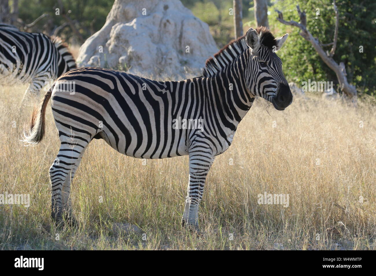Zebra in Zimbabwe Stock Photo - Alamy