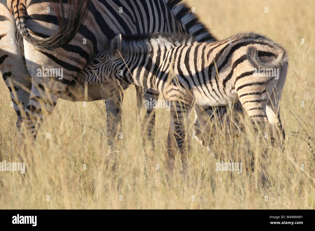 Zebra in Zimbabwe Stock Photo - Alamy
