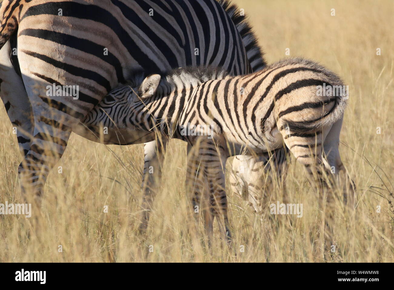 Zebra in Zimbabwe Stock Photo - Alamy