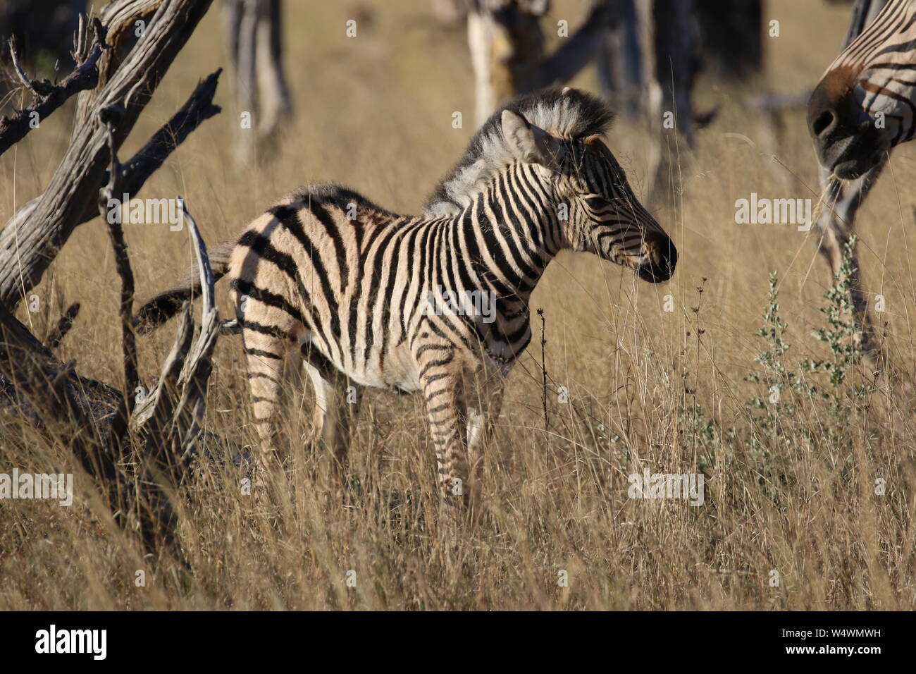 Zebra in Zimbabwe Stock Photo - Alamy