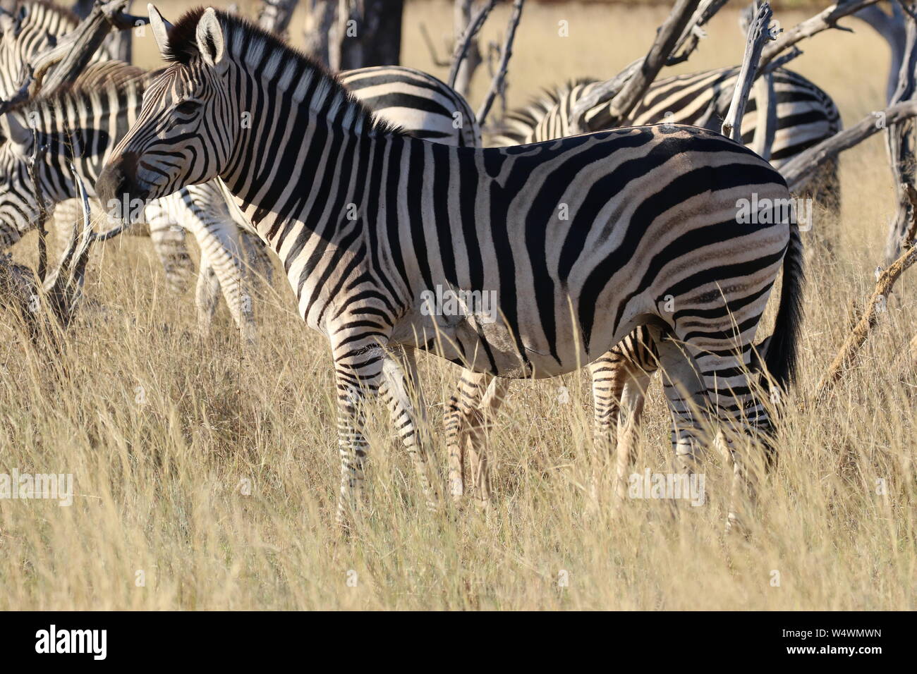 Plains zebra subspecies hi-res stock photography and images - Alamy