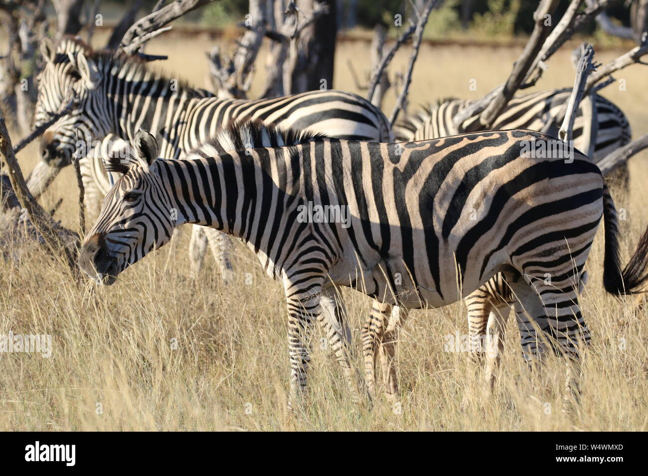 Zebra in Zimbabwe Stock Photo - Alamy