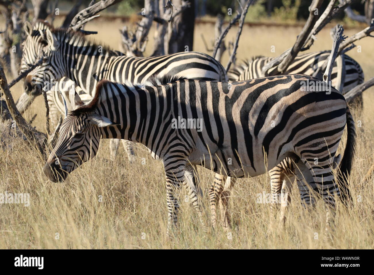Zebra in Zimbabwe Stock Photo - Alamy