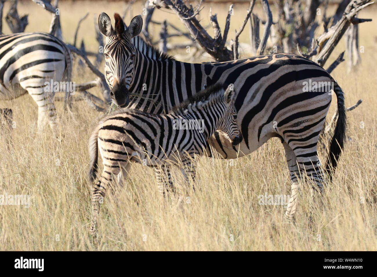 Zebra in Zimbabwe Stock Photo - Alamy