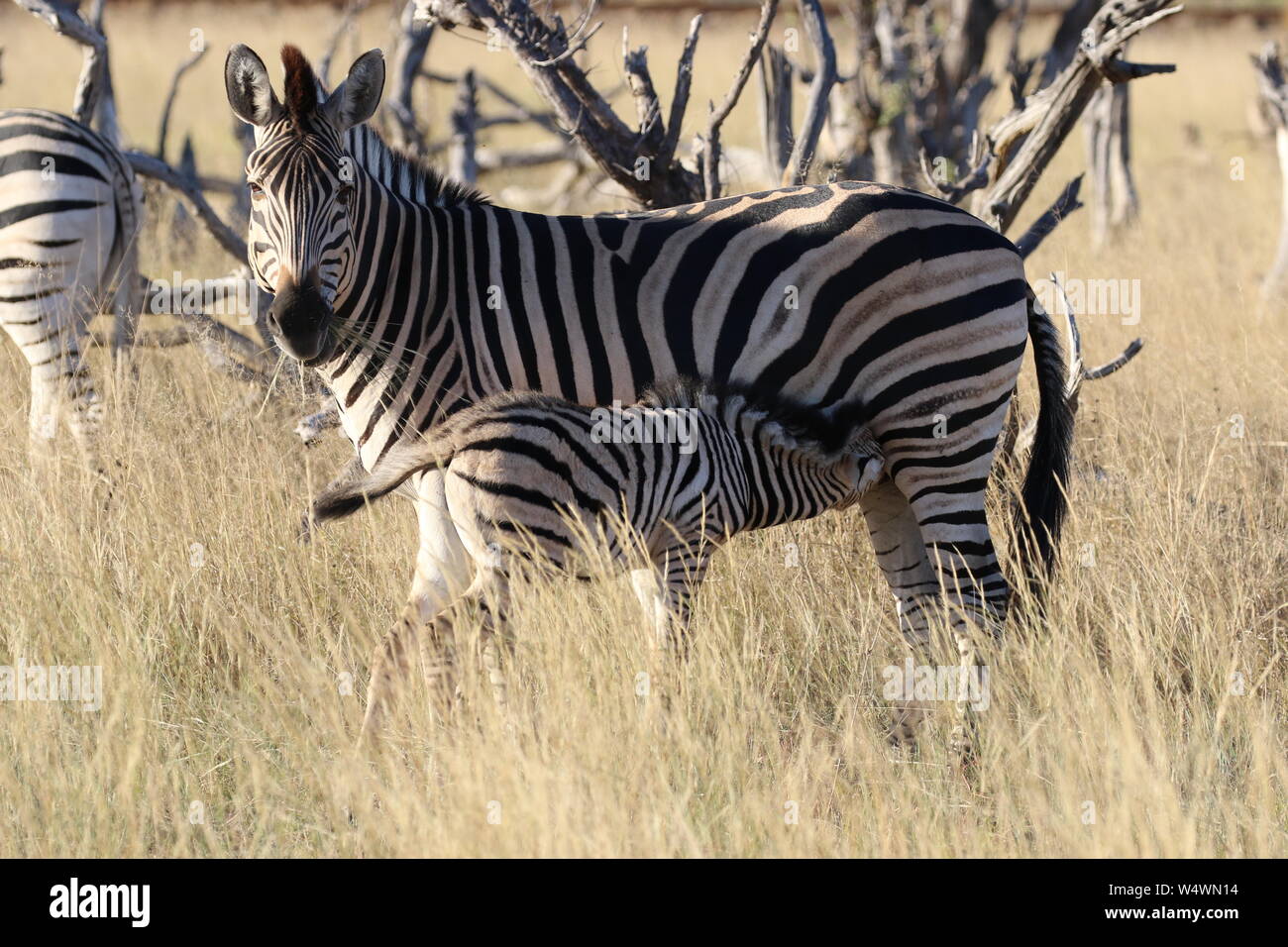 Zebra in Zimbabwe Stock Photo - Alamy