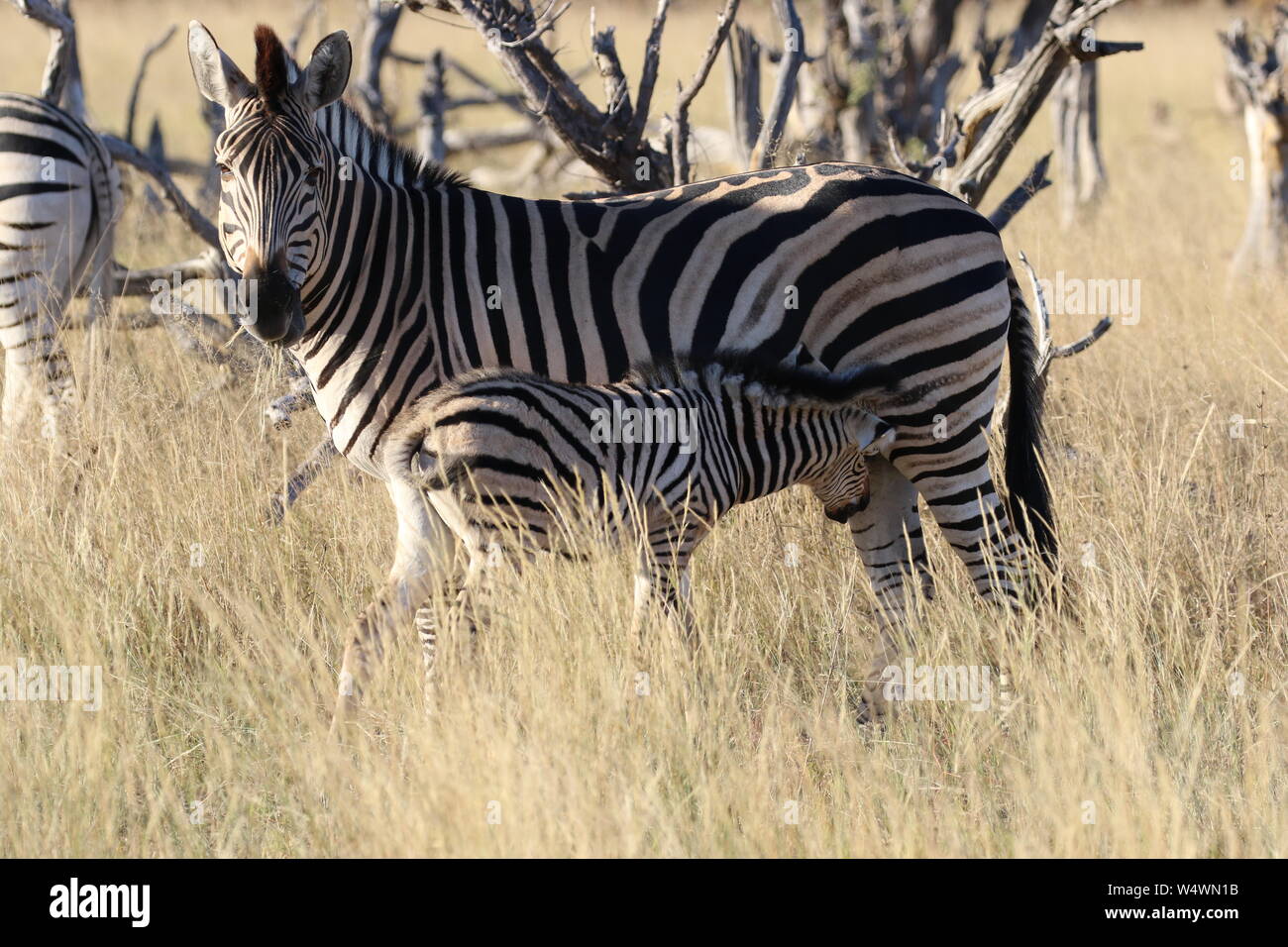 Zebra in Zimbabwe Stock Photo - Alamy