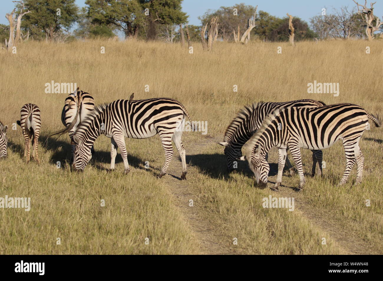 Zebra in Zimbabwe Stock Photo - Alamy