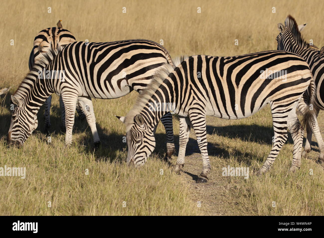 Zebra in Zimbabwe Stock Photo - Alamy