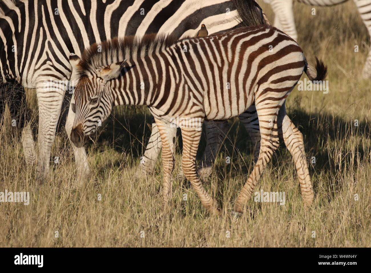 Plains zebra subspecies hi-res stock photography and images - Alamy