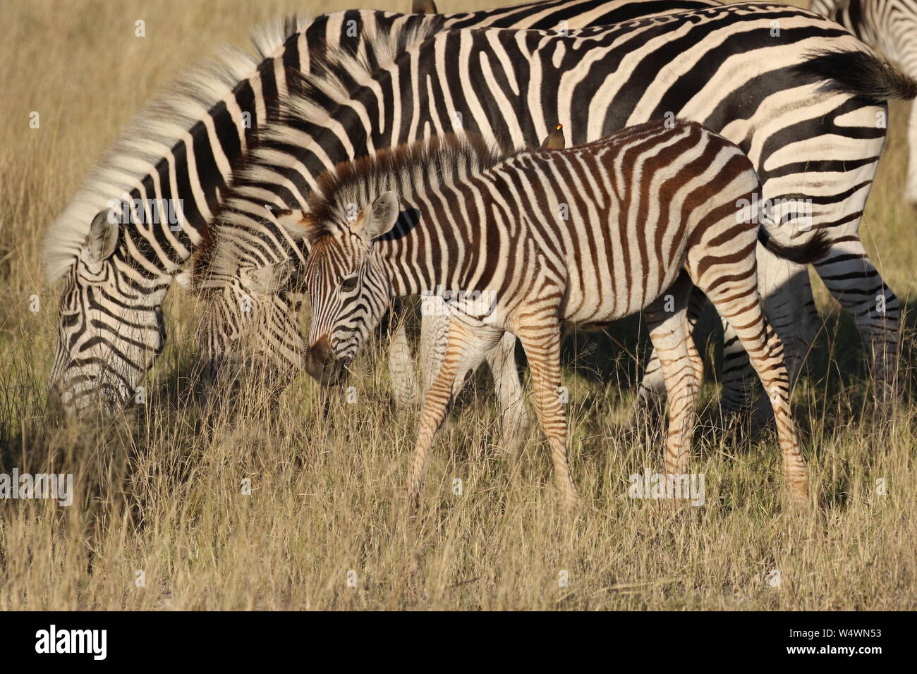 Zebra in Zimbabwe Stock Photo - Alamy