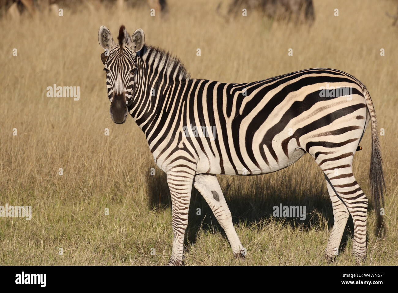 Zebra in Zimbabwe Stock Photo - Alamy