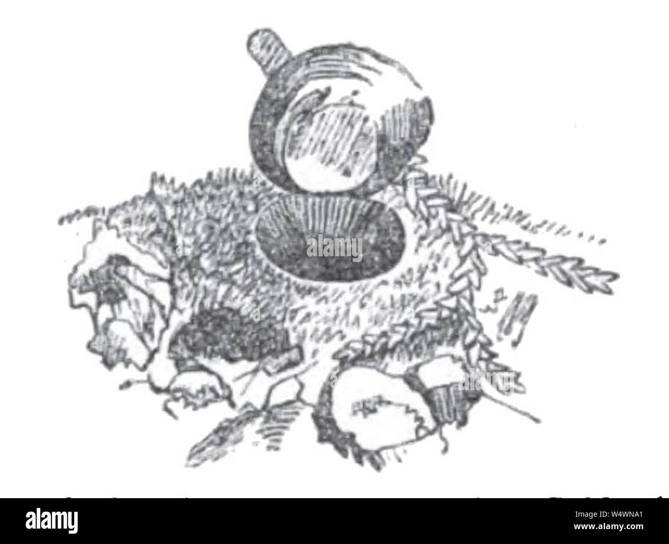 Cork or Plug-nest of Trap-door Spider (open Stock Photo - Alamy