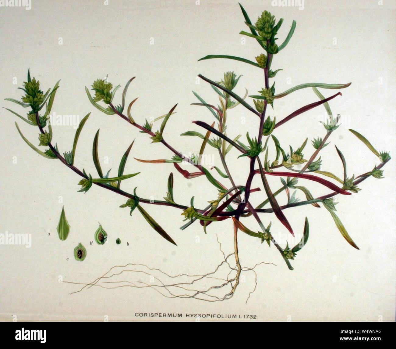 Corispermum hi-res stock photography and images - Alamy