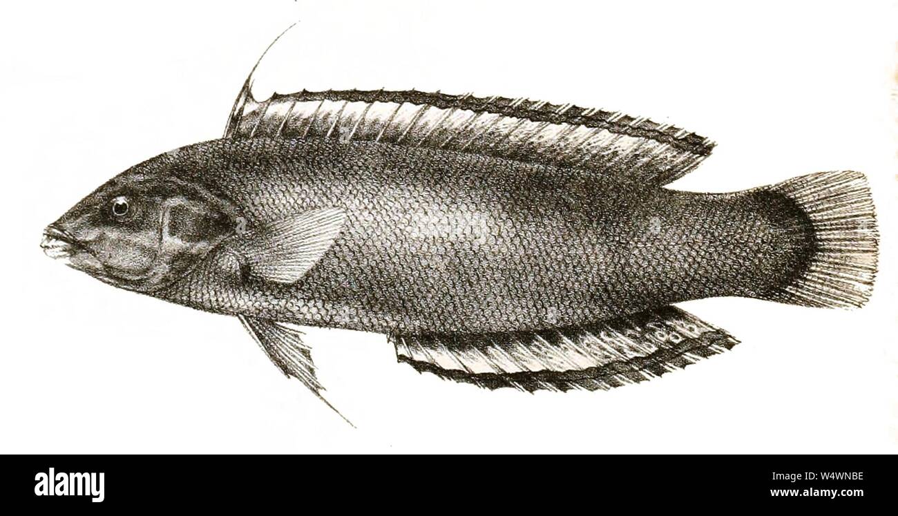 Coris formosa Day 86 Stock Photo - Alamy