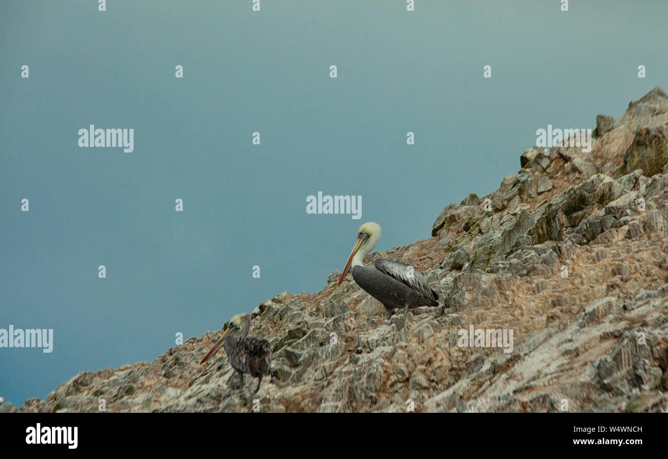 Peruvian pelicans on rocks at Islas Ballestas near Paracas National ...