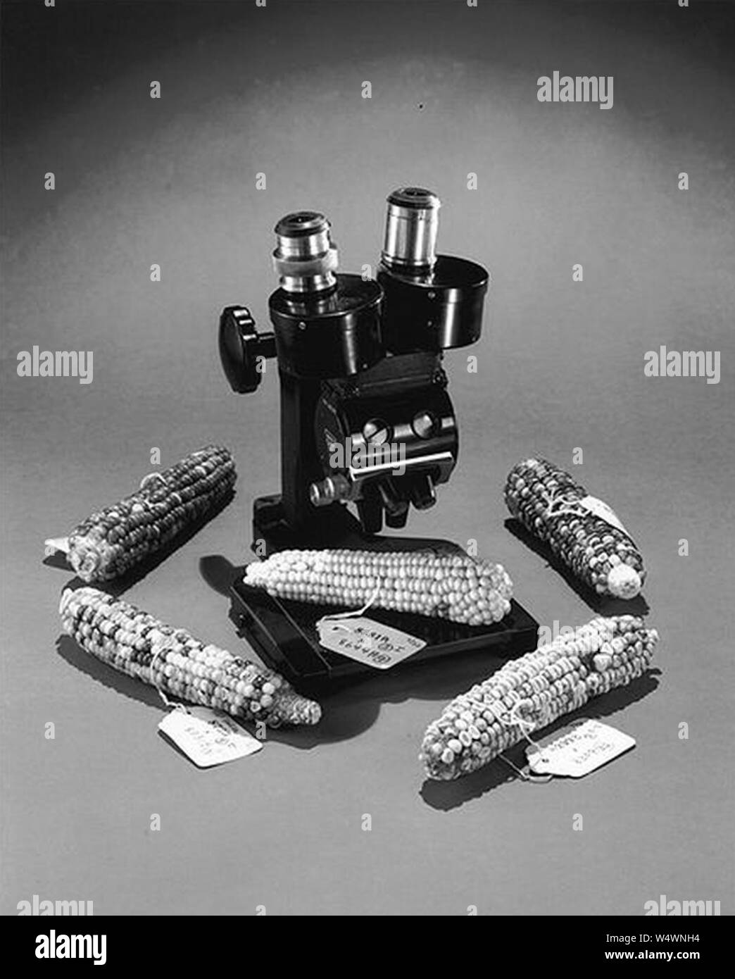 Corn and microscope Stock Photo - Alamy