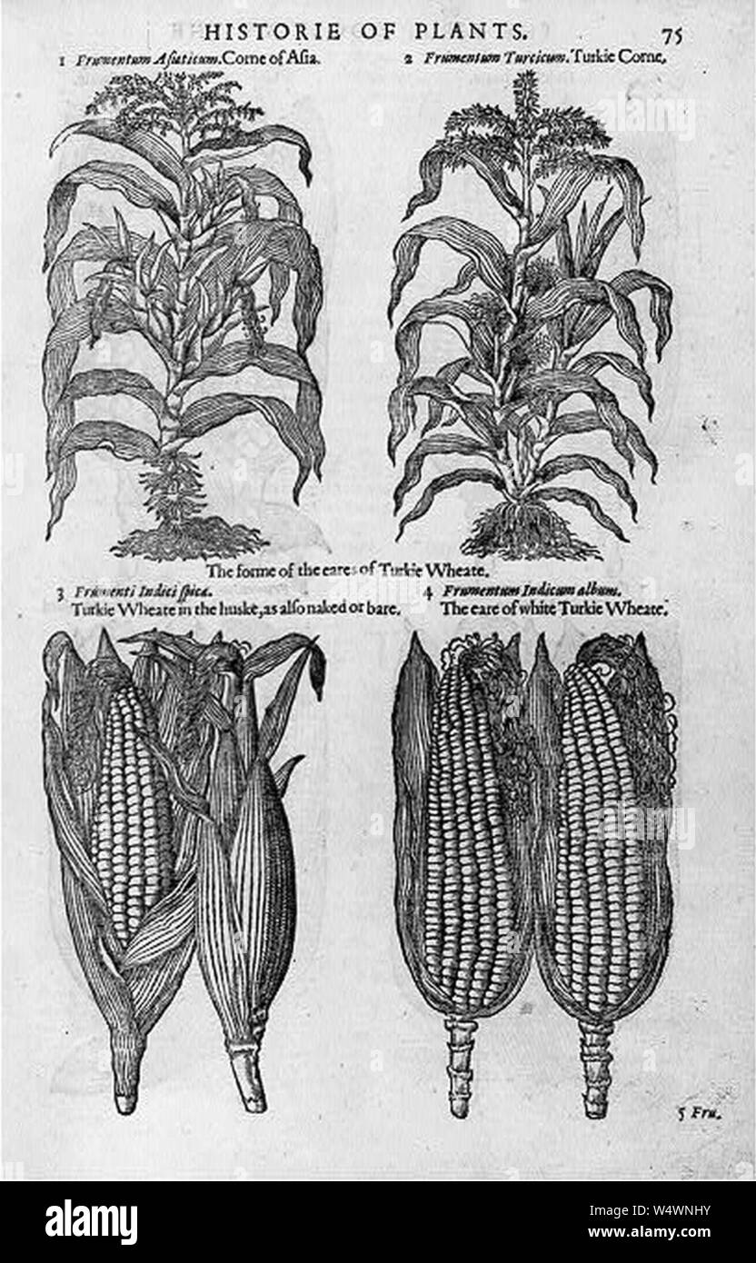 Corn ears and stalks Stock Photo - Alamy