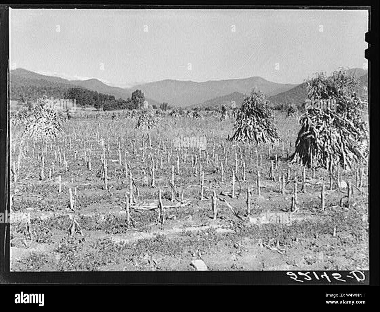 Corn shocks hi-res stock photography and images - Alamy