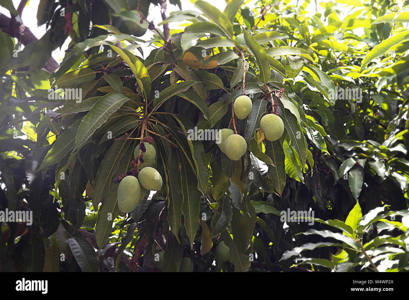 Mango tree isolated. Green mangoes Stock Photo - Alamy