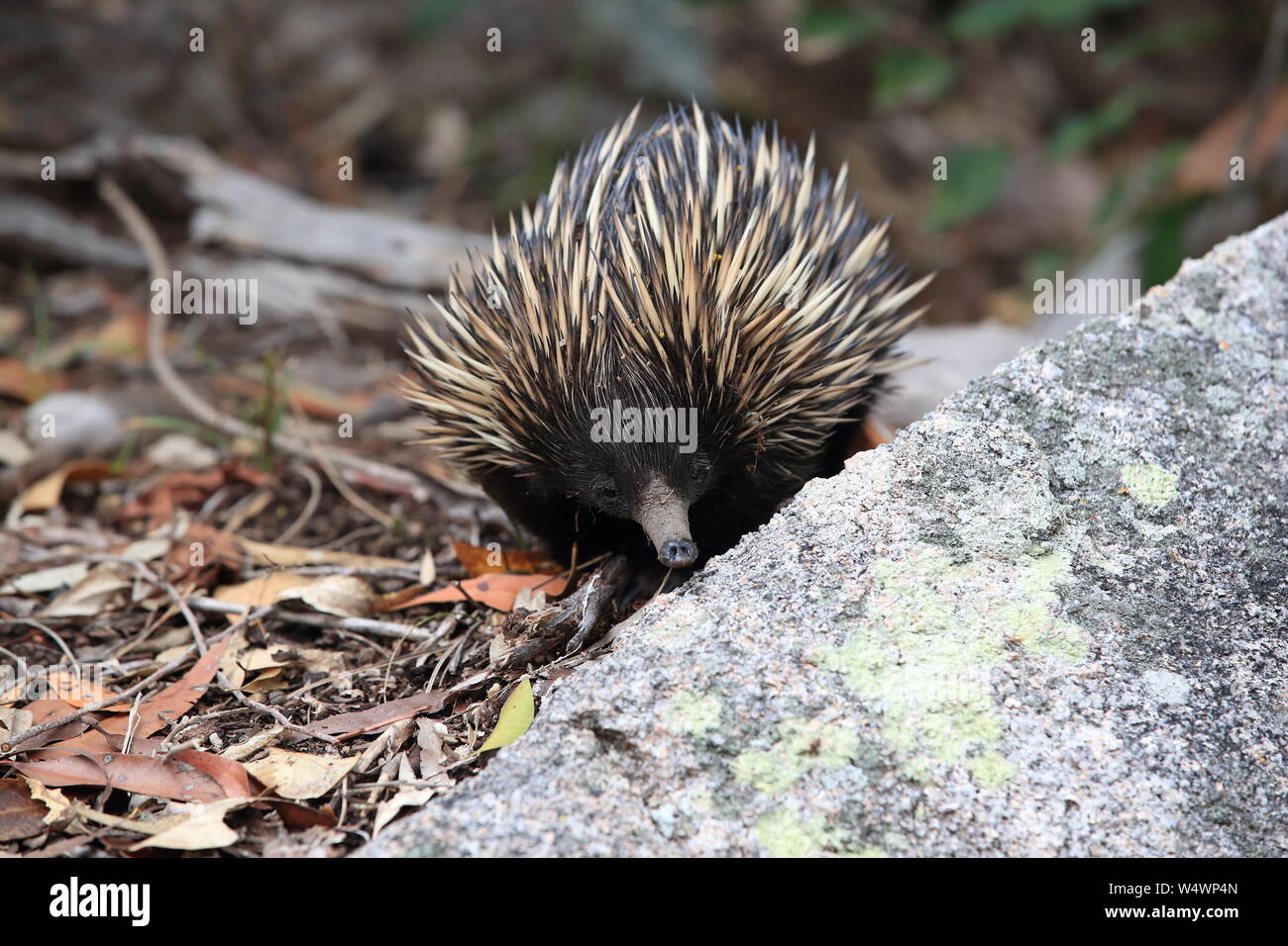 short-beaked echidna in the forest on food search on Magnetic Island ...