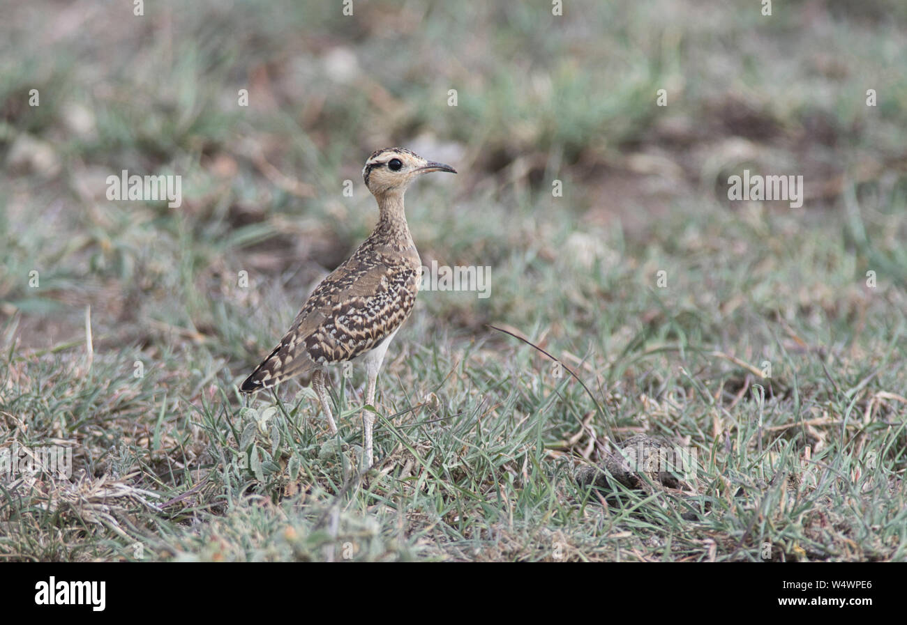 Doppelband rennvogel hi-res stock photography and images - Alamy