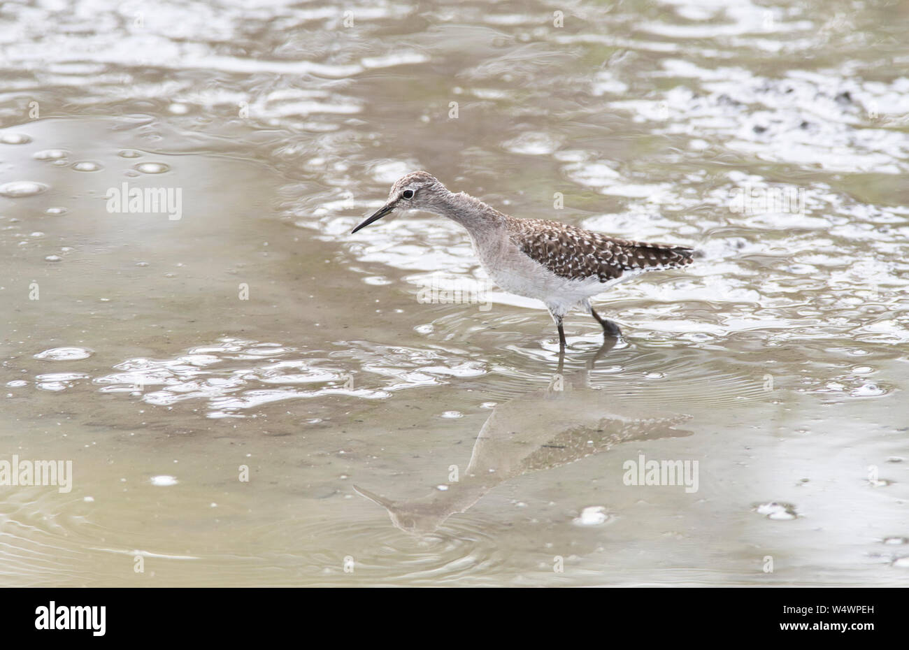 Wood sandpiper (Tringa glareola Stock Photo - Alamy