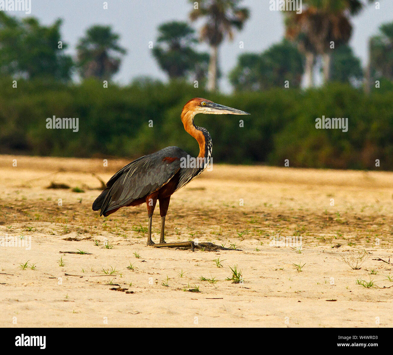 The Goliath Heron is the largest in the heron family, as the name would ...