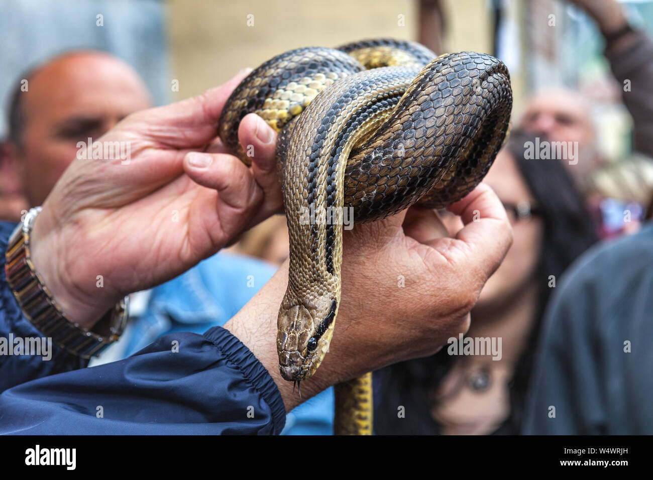 Hand holding snake hi-res stock photography and images - Alamy