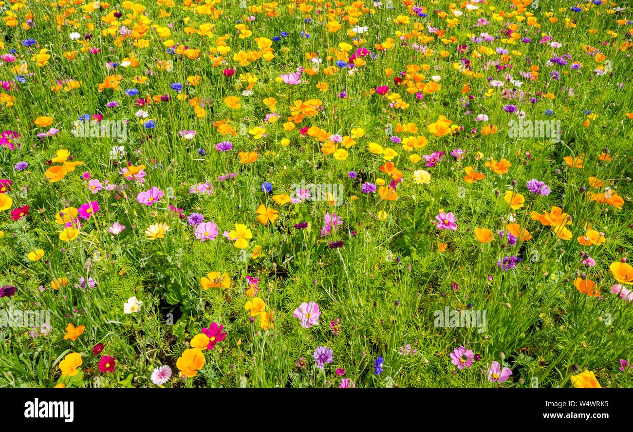 Summer wild flowers hi-res stock photography and images - Alamy