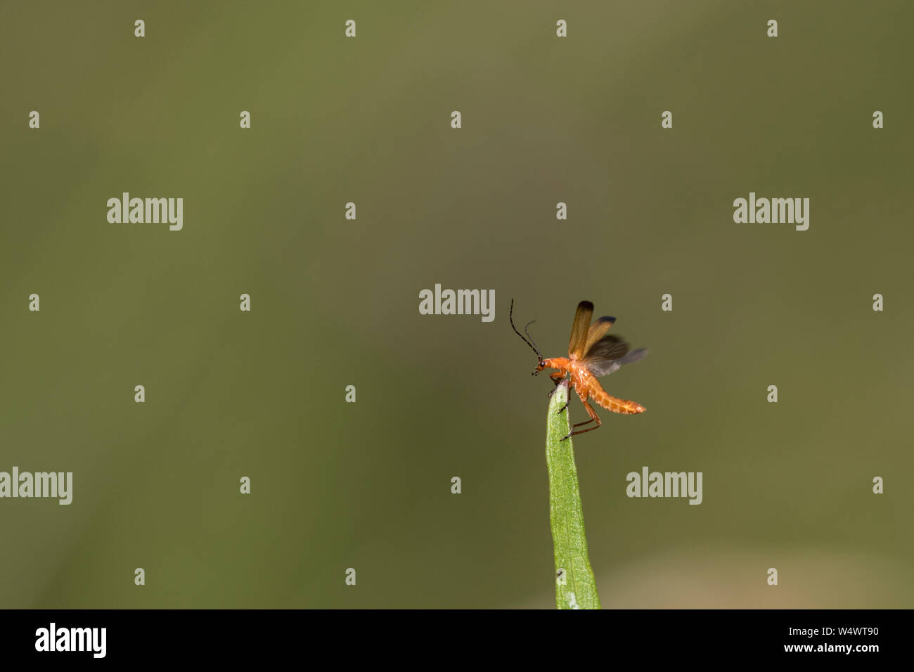 Flight beetle hi-res stock photography and images - Alamy