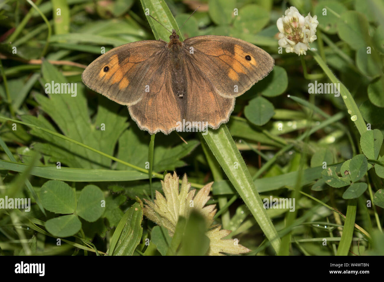 Meadow brown butterfly resting Stock Photo - Alamy