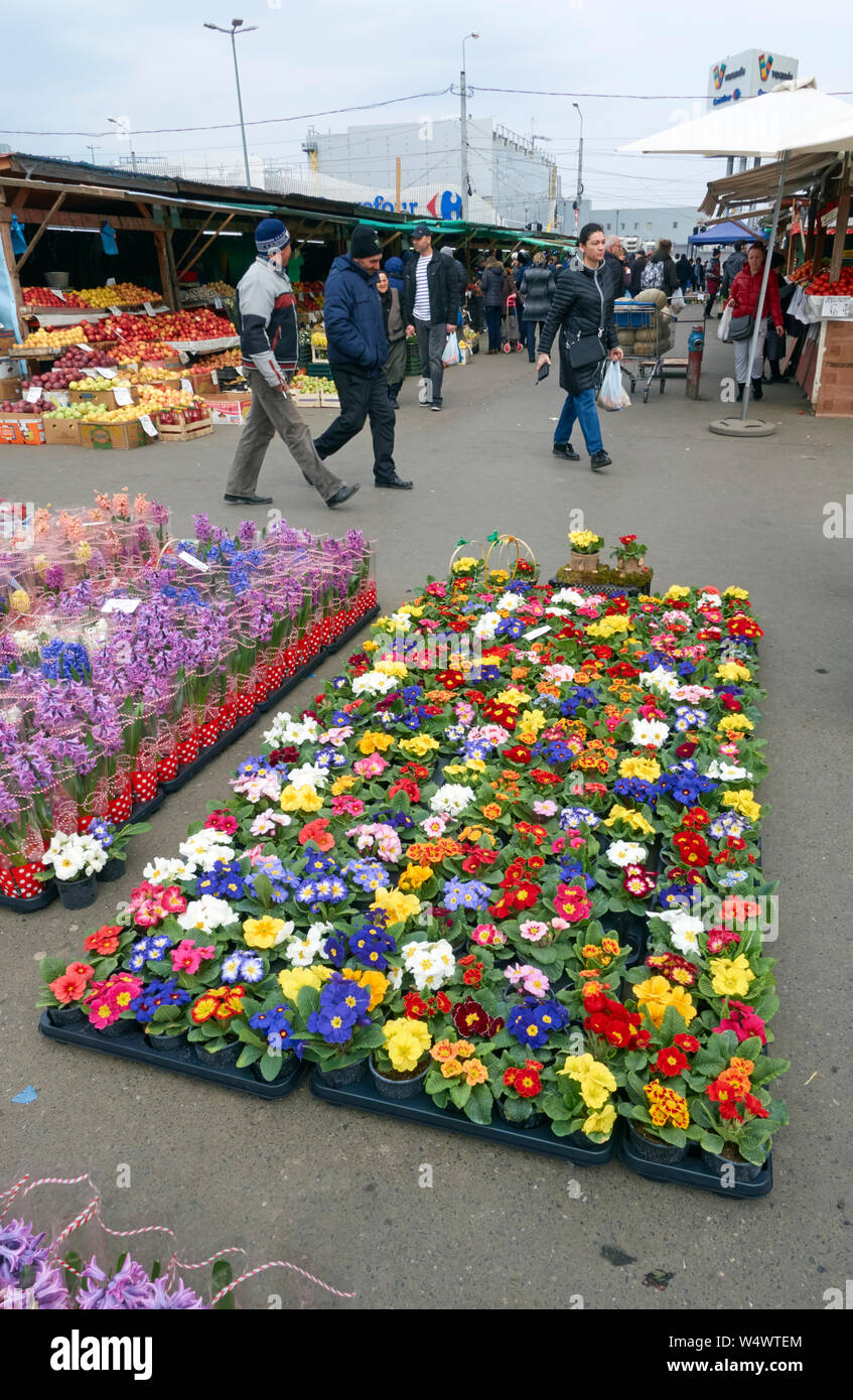 Romanian flowers hi-res stock photography and images - Alamy