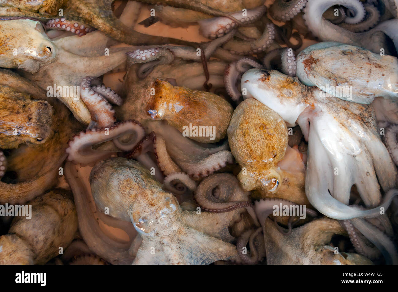 Fresh octopus for sale at the market Stock Photo - Alamy