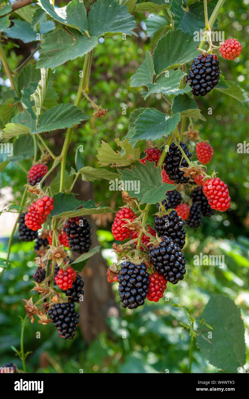 Plant with black and red blackberries Stock Photo - Alamy
