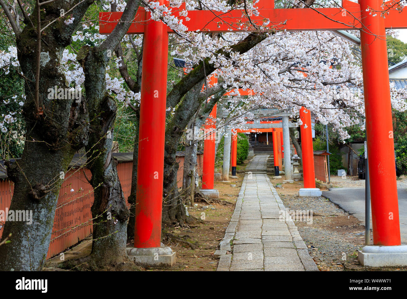 Large torii gate in Kyoto with cherry tree blossom at spring, Japan ...