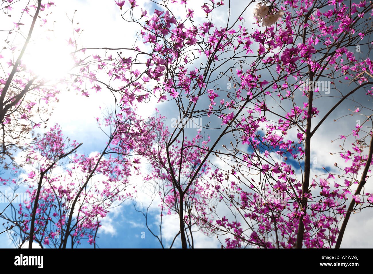 Cherry tree full pink bloom in Japan over dramatic stormy sky Stock ...