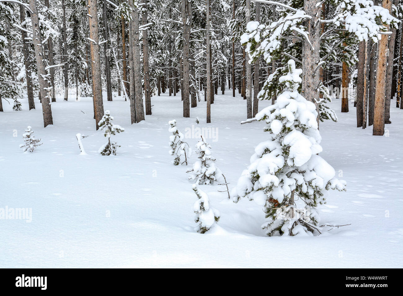 Field of snow with pine trees in winter in Yellowstone Stock Photo - Alamy