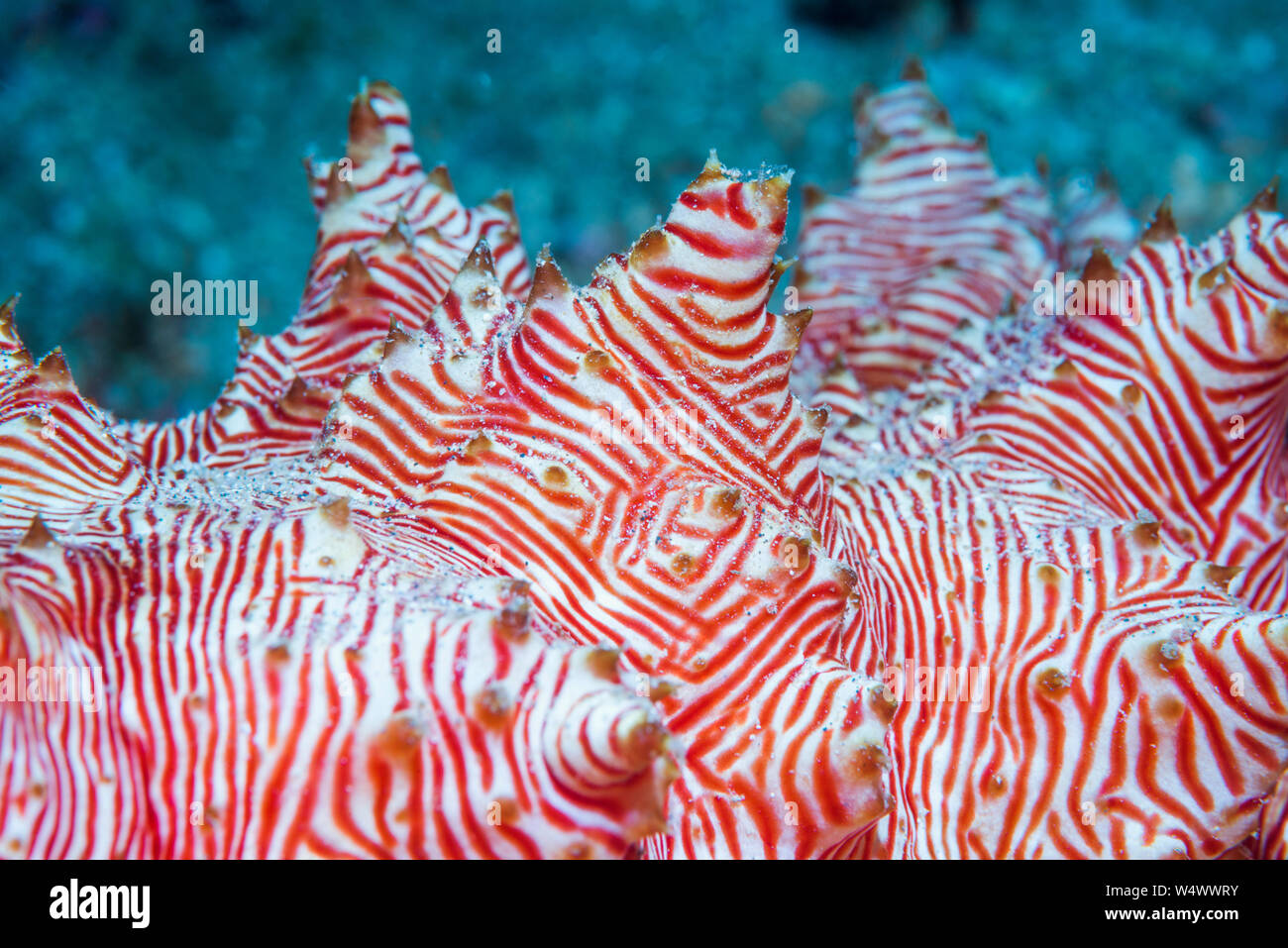 Marine cane south hi-res stock photography and images - Alamy