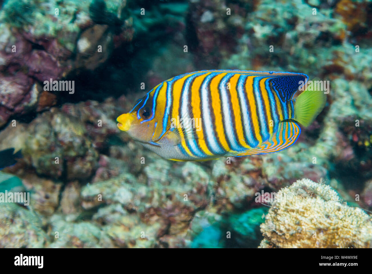 Regal angelfish [Pomacanthus diacanthus]. North Sulawesi, Indonesia ...
