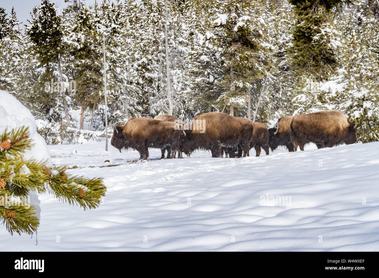 Buffalo in yellowstone hi-res stock photography and images - Alamy