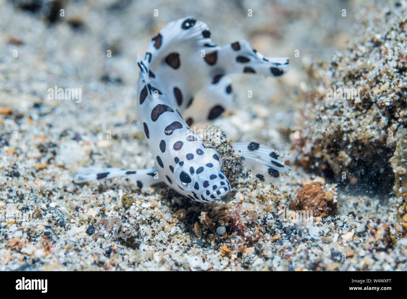 Chromileptes altivelis hi-res stock photography and images - Alamy