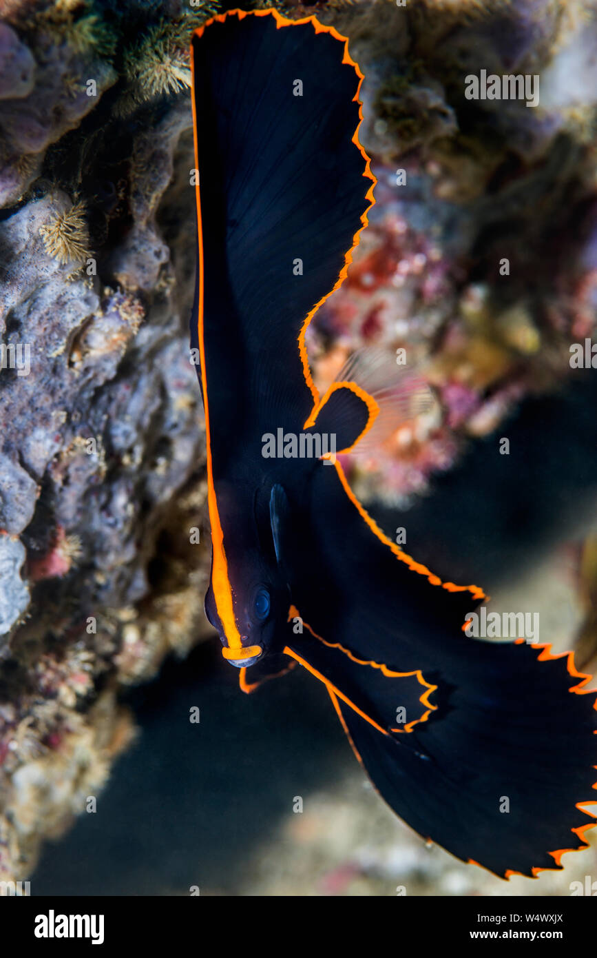 Batfish detail platax pinnatus hi-res stock photography and images - Alamy