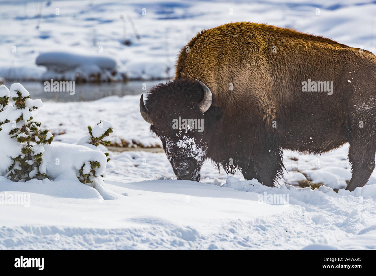 Horned buffalo with snowy face in winter in Yellowstone Stock Photo - Alamy