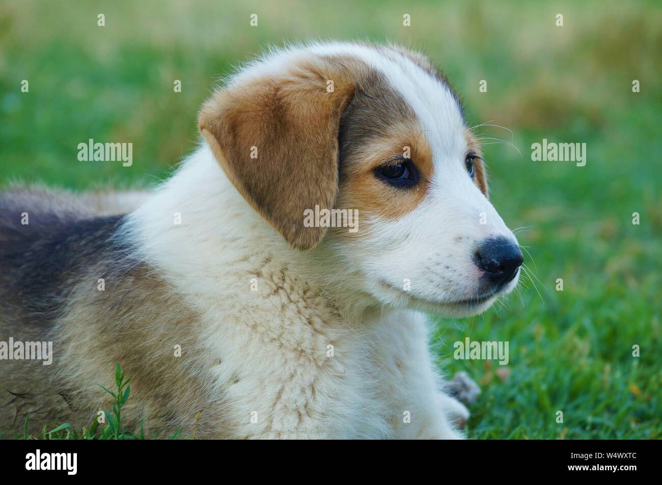Streetdog hi-res stock photography and images - Alamy