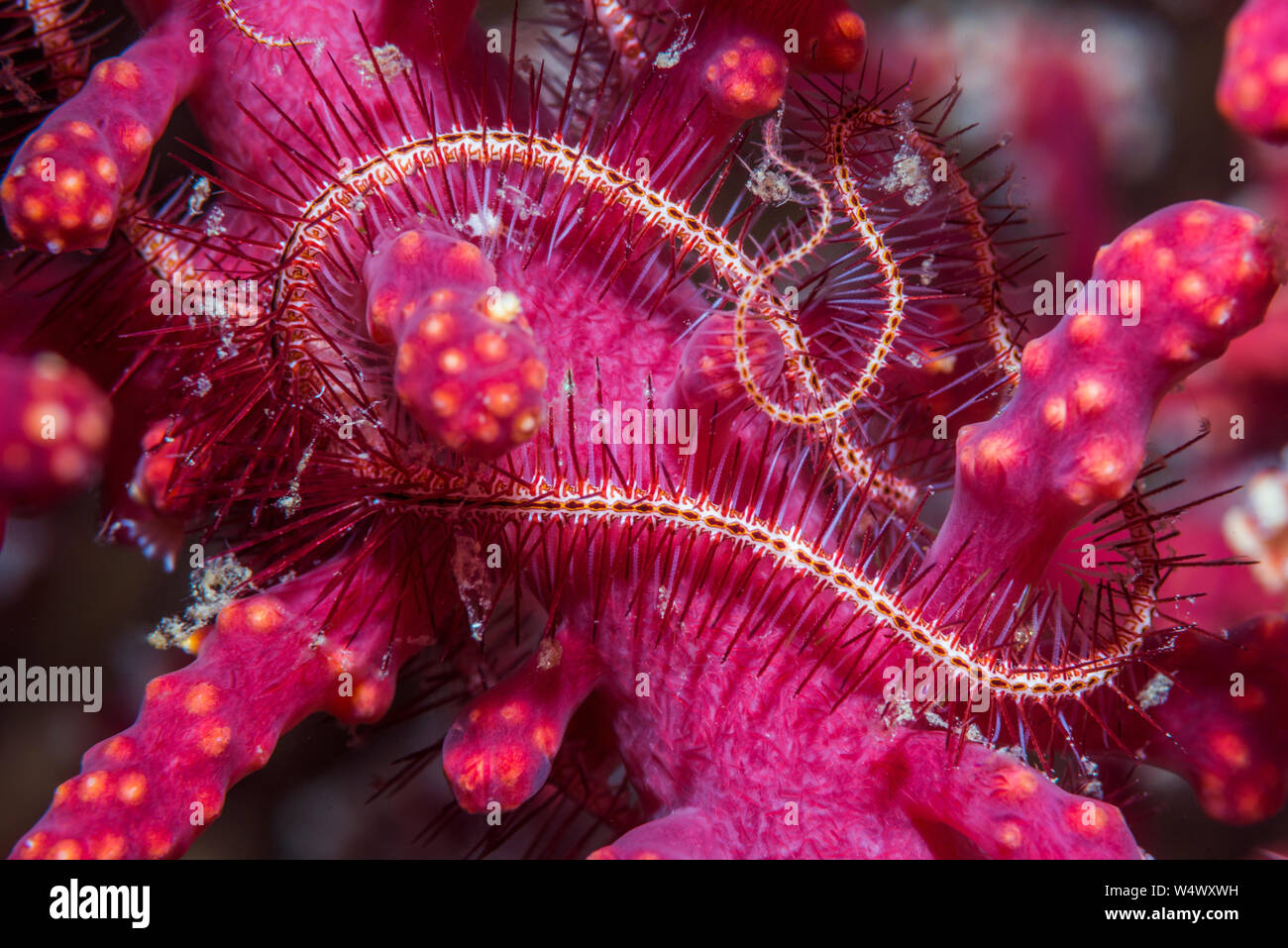 Serpent star hi-res stock photography and images - Alamy