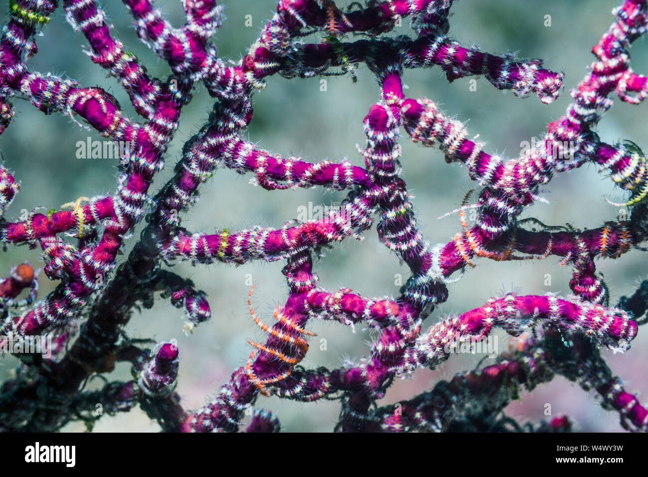 Brittlestars on gorgonian branches [Ophiopholis species]. West Papua ...
