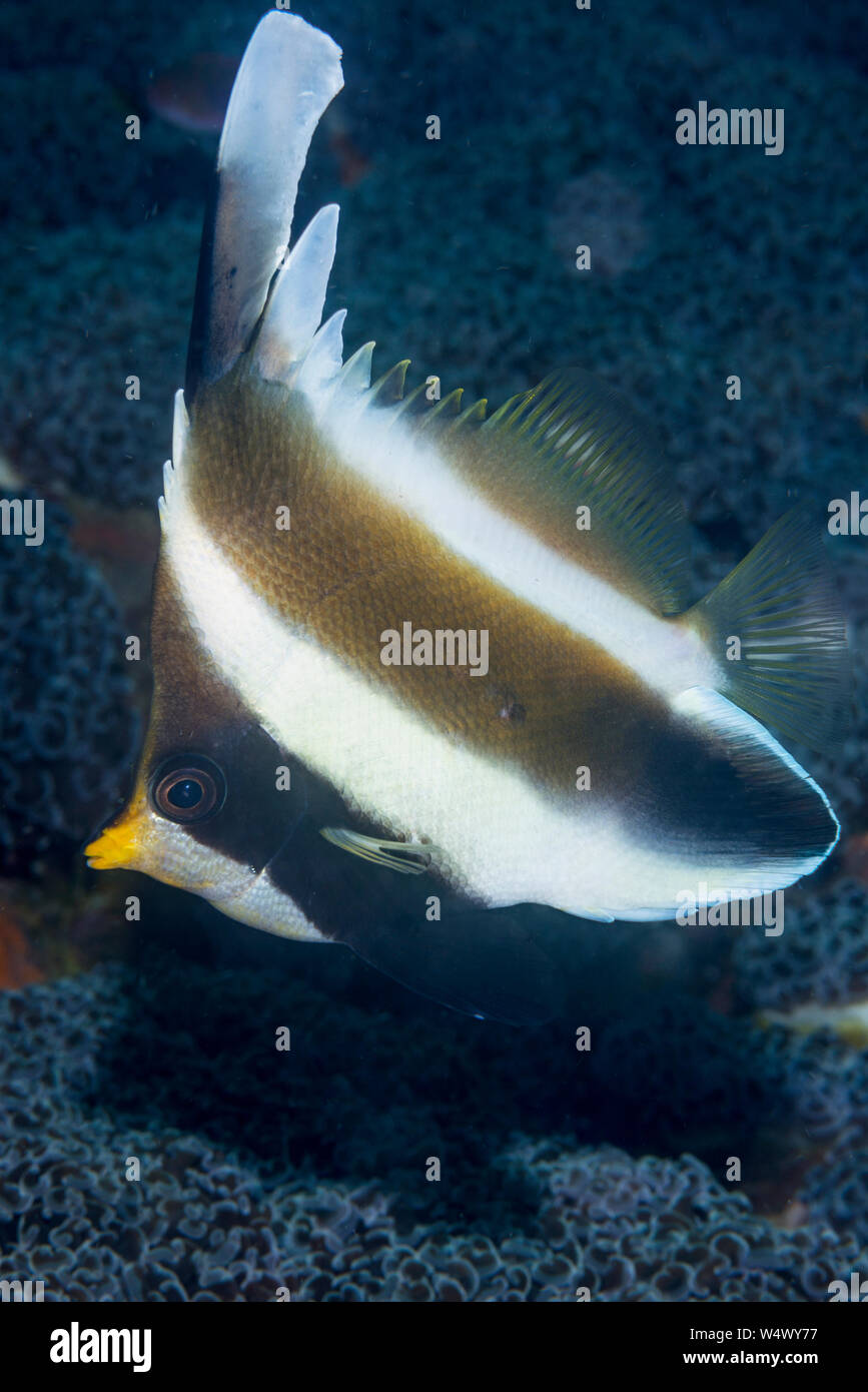 Pennant coral fish hi-res stock photography and images - Alamy